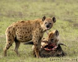 Humanizing Animals, Animalizing Humans | The Society of Honor by Joe ...